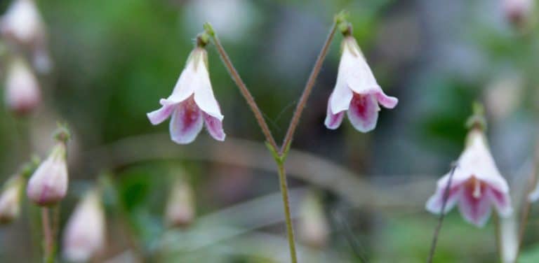 Linnaea borealis - Société des rhododendrons du Québec