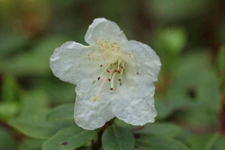 Espèces et cultivars Archive - Société des rhododendrons du Québec