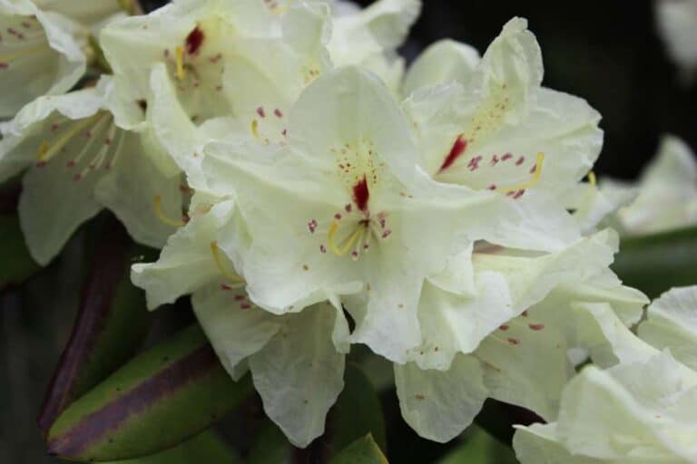Espèces et cultivars Archive - Société des rhododendrons du Québec
