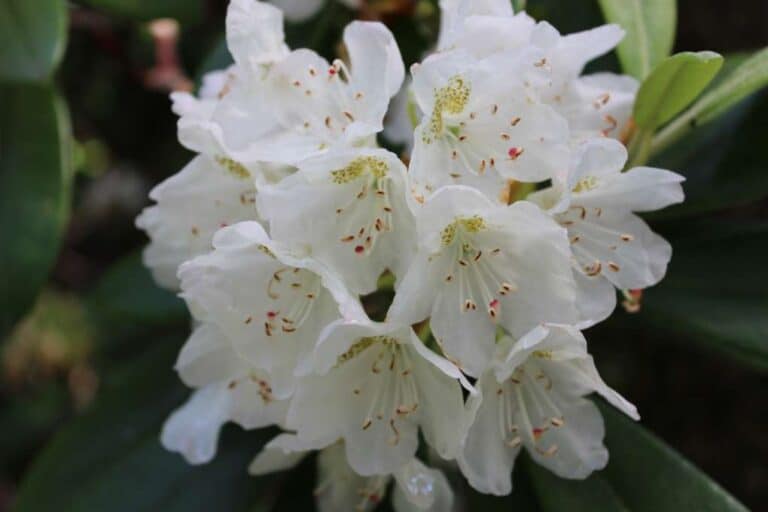 Espèces et cultivars Archive - Société des rhododendrons du Québec